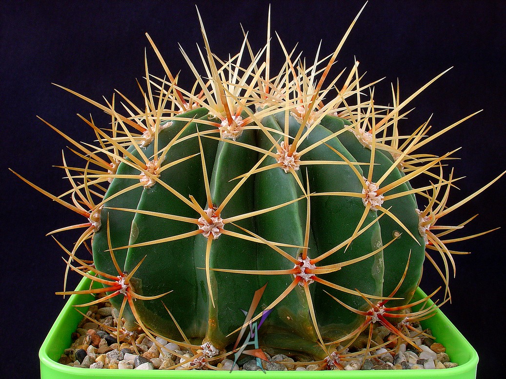 Ferocactus alamosanus | cactófilos